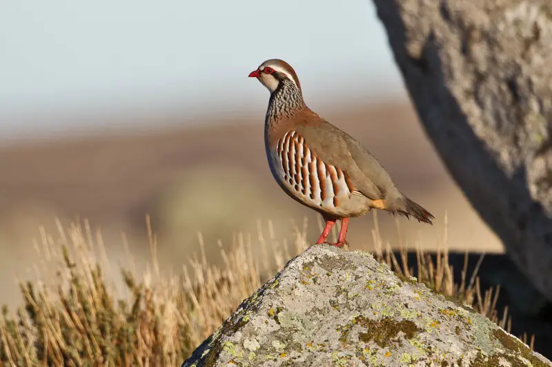 Red-legged partridge - Facts, Diet, Habitat & Pictures on Animalia.bio