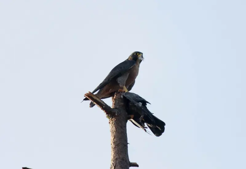 Shaheen falcon - Facts, Diet, Habitat & Pictures on Animalia.bio