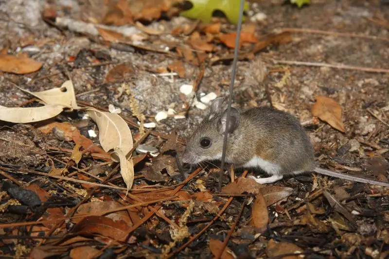 Cotton Mouse - Facts, Diet, Habitat & Pictures on Animalia.bio
