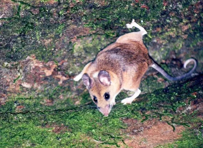Peromyscus mexicanus - факти, дієта, ареал і фотографії на Animalia.bio