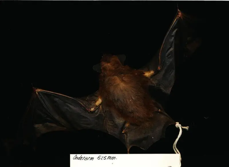 Greater dog-like bat - Facts, Diet, Habitat & Pictures on Animalia.bio