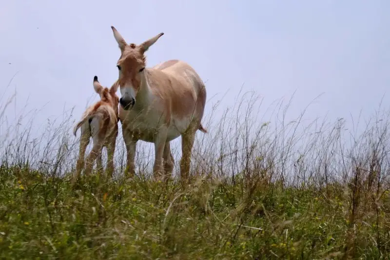 Persian Onager - Facts, Diet, Habitat & Pictures on Animalia.bio