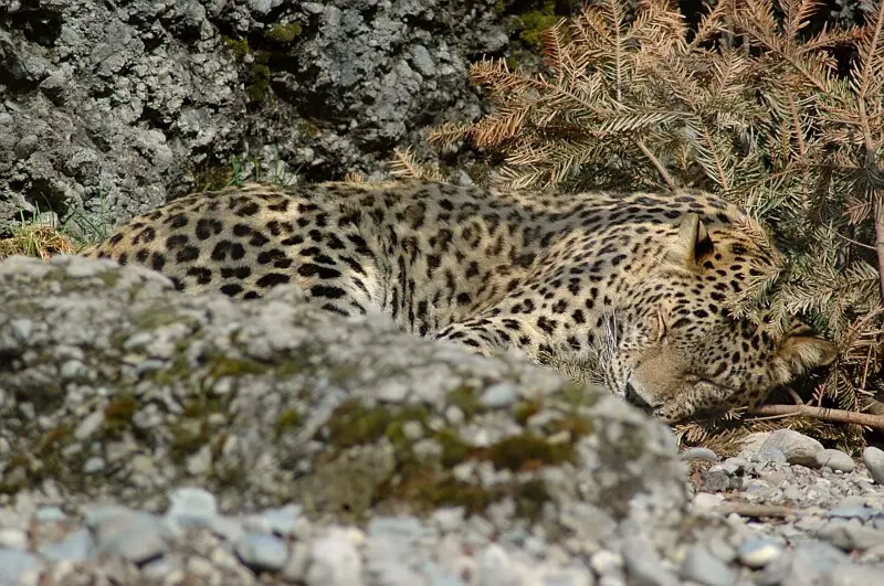 Persian leopard - Facts, Diet, Habitat & Pictures on Animalia.bio