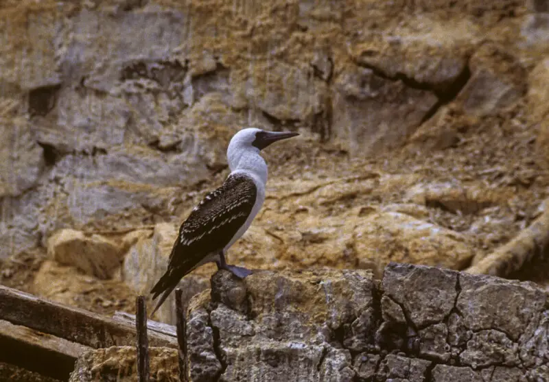 Сула перуанська - Facts, Diet, Habitat & Pictures on Animalia.bio