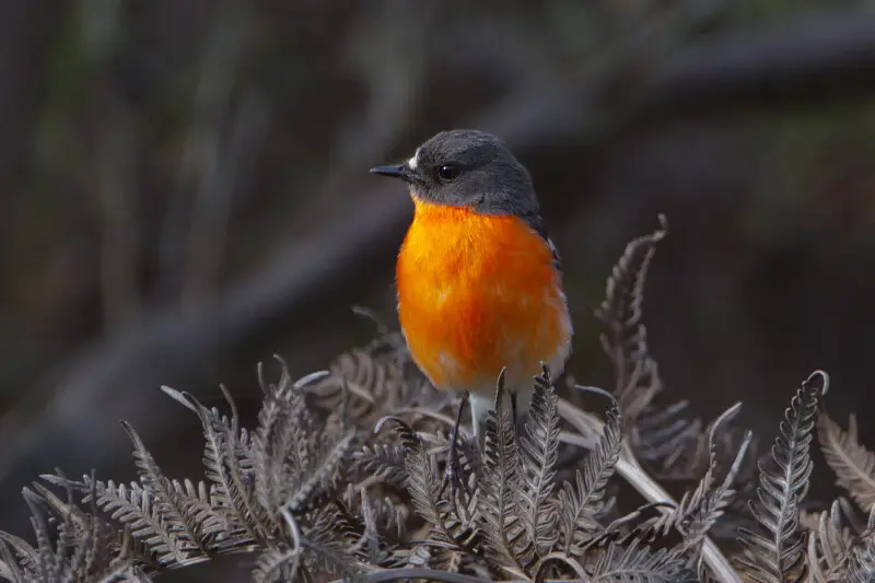 Flame robin - Facts, Diet, Habitat & Pictures on Animalia.bio