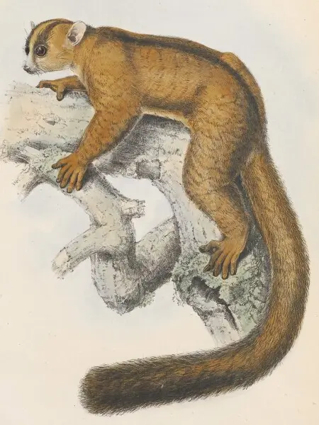 Masoala fork-marked lemur - Facts, Diet, Habitat & Pictures on Animalia.bio