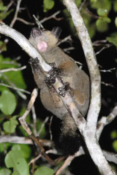 Pale fork-marked lemur - Facts, Diet, Habitat & Pictures on Animalia.bio