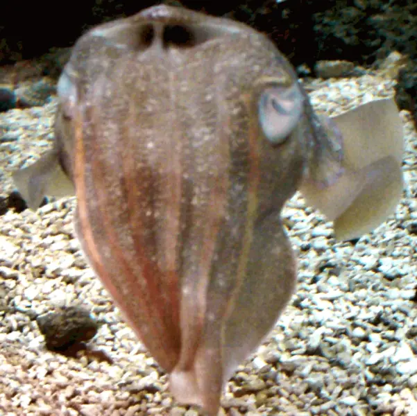 Sepia pharaonis - факти, дієта, ареал і фотографії на Animalia.bio