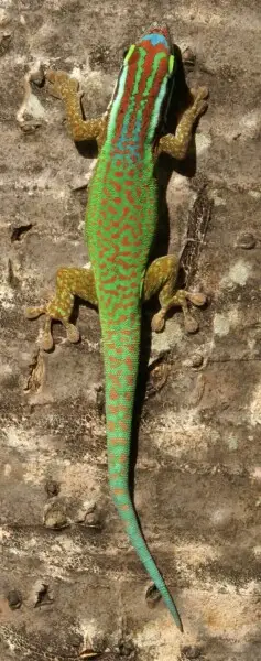 Phelsuma inexpectata - Facts, Diet, Habitat & Pictures on Animalia.bio