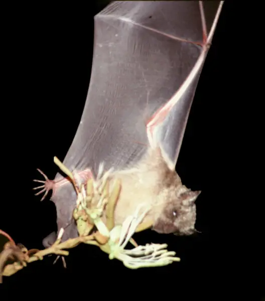 Pale spear-nosed bat - Facts, Diet, Habitat & Pictures on Animalia.bio