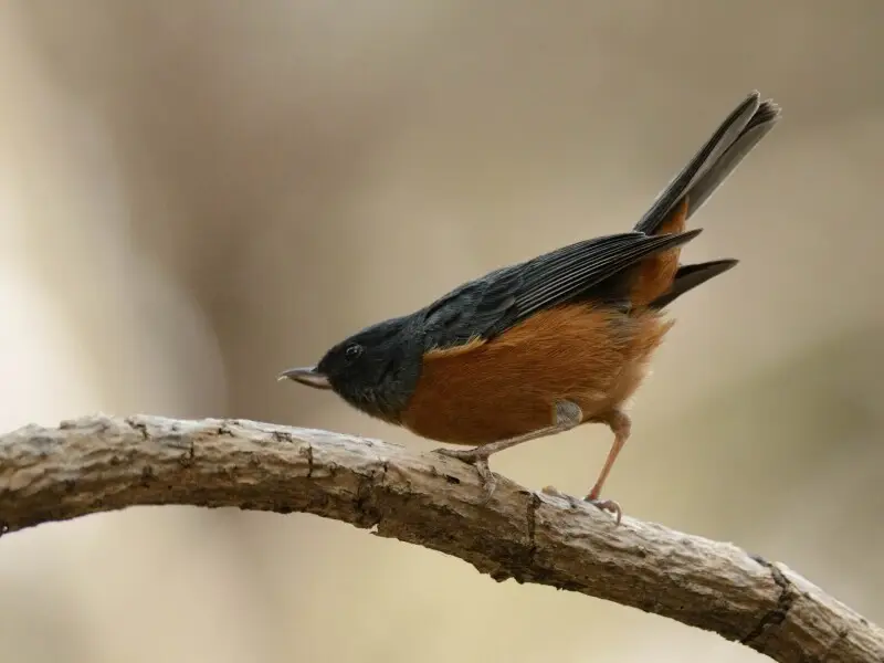Diglossa baritula - факти, дієта, ареал і фотографії на Animalia.bio