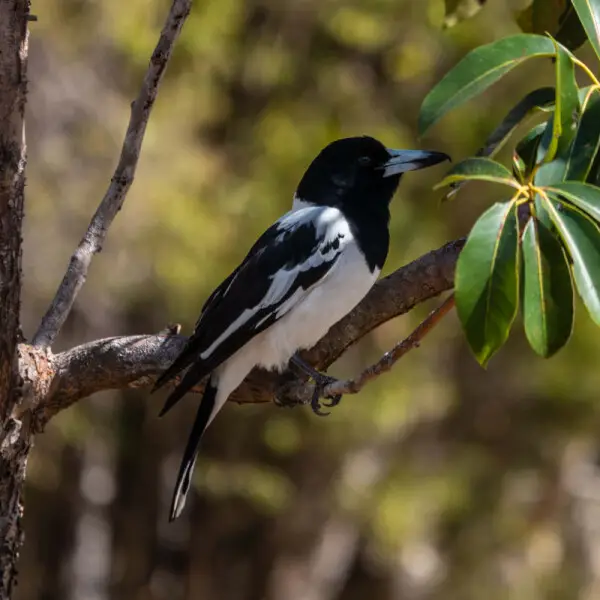 Pied butcherbird - Facts, Diet, Habitat & Pictures on Animalia.bio