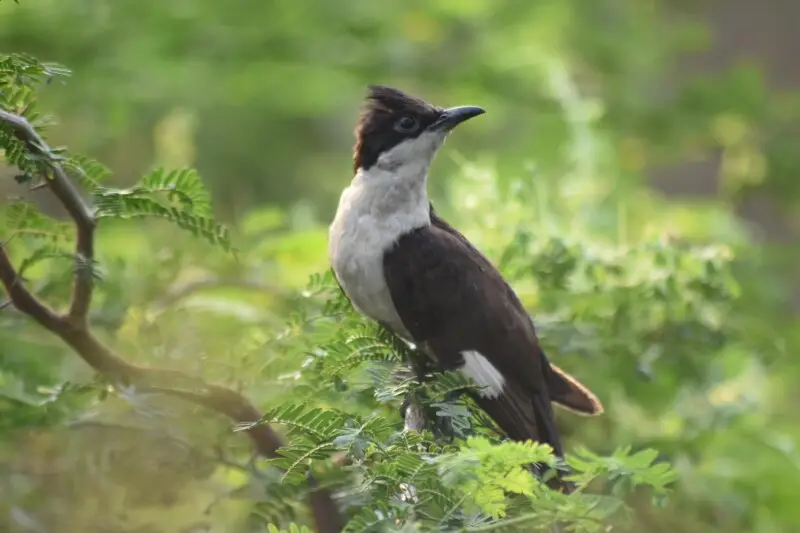 Jacobin cuckoo - Facts, Diet, Habitat & Pictures on Animalia.bio