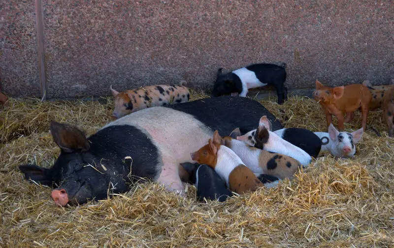 Domestic Pig - Facts, Diet, Habitat & Pictures on Animalia.bio