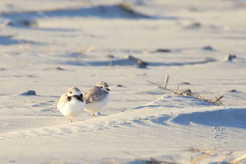 Piping Plover - Facts, Diet, Habitat & Pictures on Animalia.bio