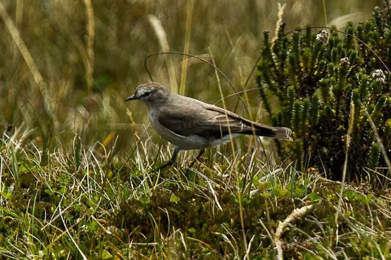 Taczanowski's ground tyrant - Facts, Diet, Habitat & Pictures on ...