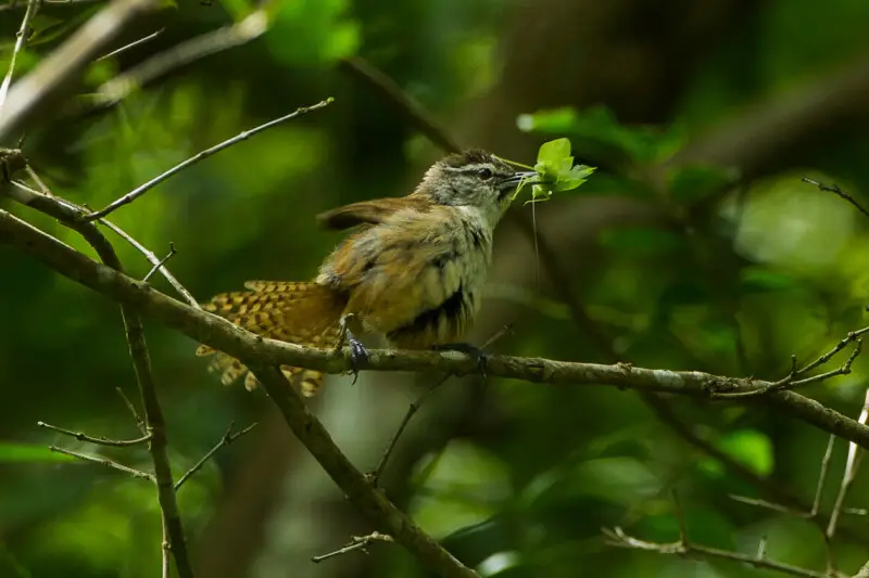 Cabanis's wren - Facts, Diet, Habitat & Pictures on Animalia.bio
