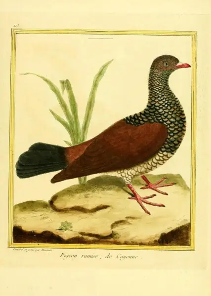 Scaled pigeon - Facts, Diet, Habitat & Pictures on Animalia.bio