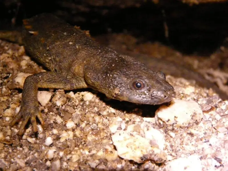 Iberian ribbed newt - Facts, Diet, Habitat & Pictures on Animalia.bio