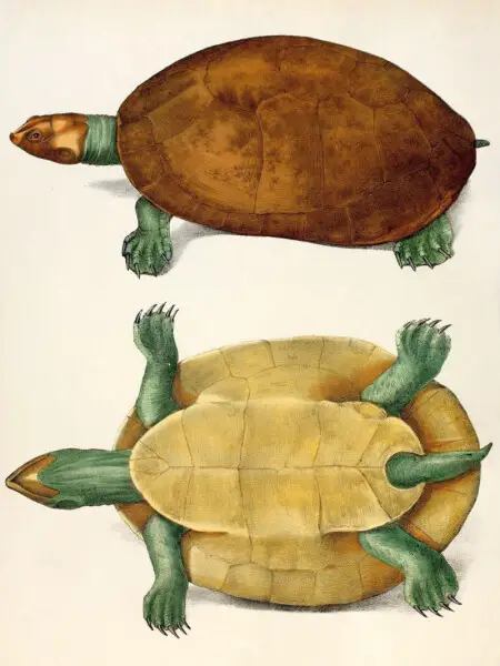 Red-headed Amazon River turtle - Facts, Diet, Habitat & Pictures on ...