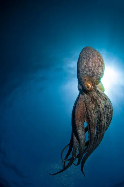 Common octopus - Facts, Diet, Habitat & Pictures on Animalia.bio
