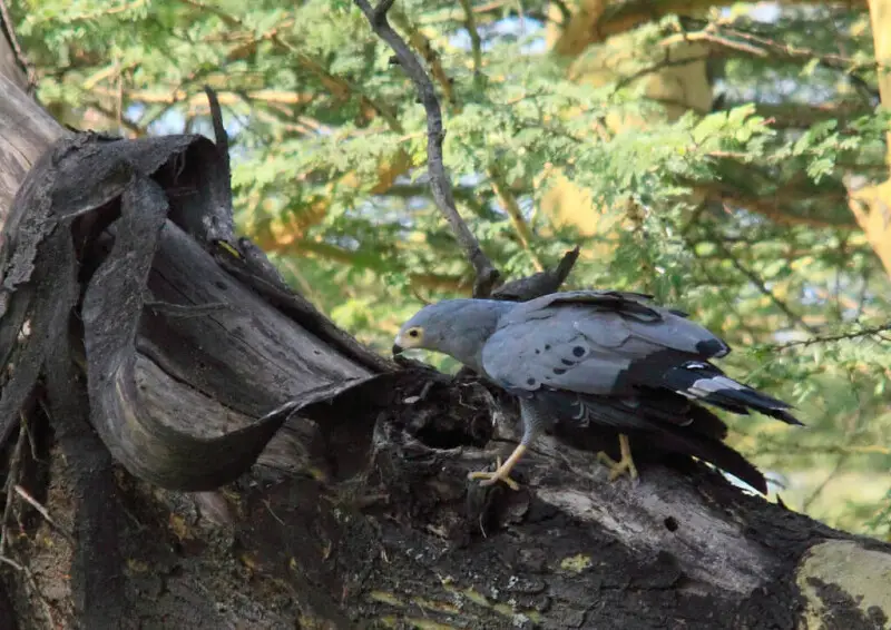 African harrier-hawk - Facts, Diet, Habitat & Pictures on Animalia.bio
