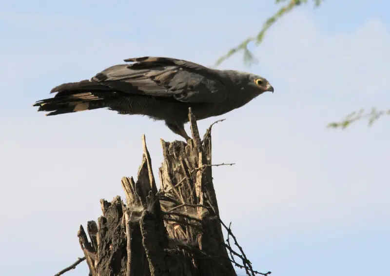 African harrier-hawk - Facts, Diet, Habitat & Pictures on Animalia.bio