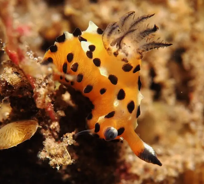 Polycera abei - Facts, Diet, Habitat & Pictures on Animalia.bio