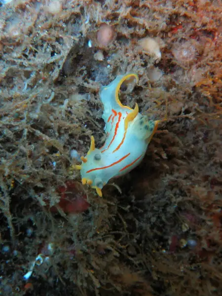 Crowned nudibranch - Facts, Diet, Habitat & Pictures on Animalia.bio