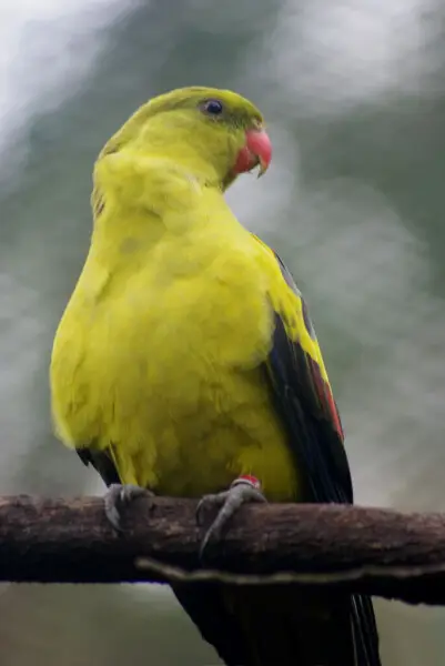 Regent parrot - Facts, Diet, Habitat & Pictures on Animalia.bio