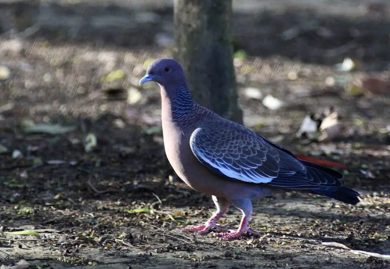 Picazuro pigeon - Facts, Diet, Habitat & Pictures on Animalia.bio