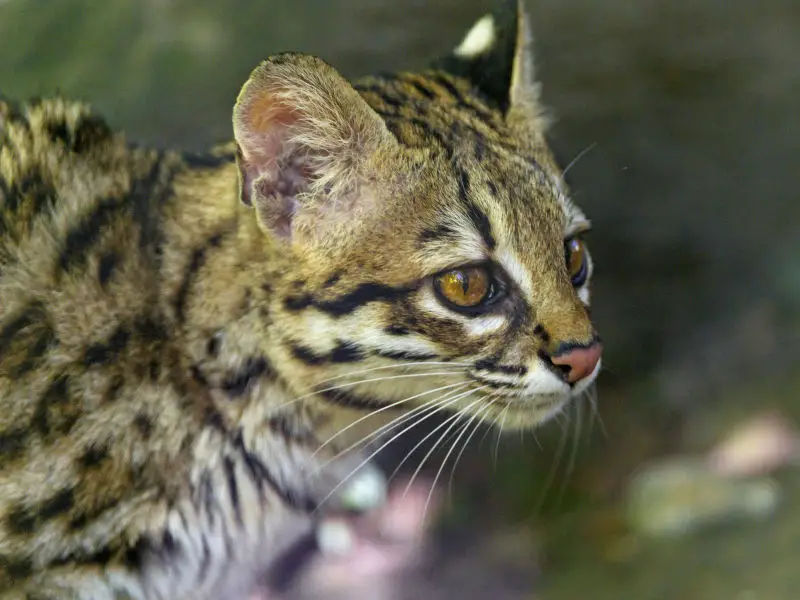 Oncilla - Facts, Diet, Habitat & Pictures on Animalia.bio