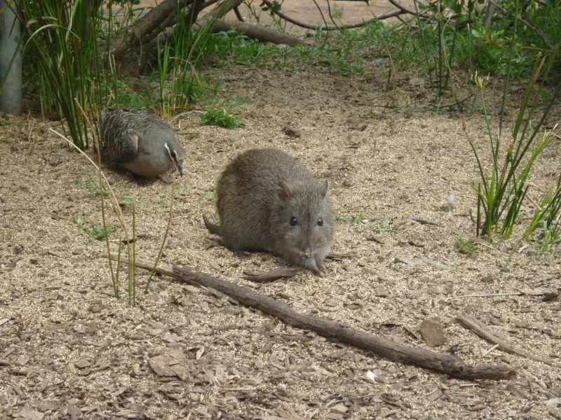 Long-Nosed Potoroo - Facts, Diet, Habitat & Pictures on Animalia.bio