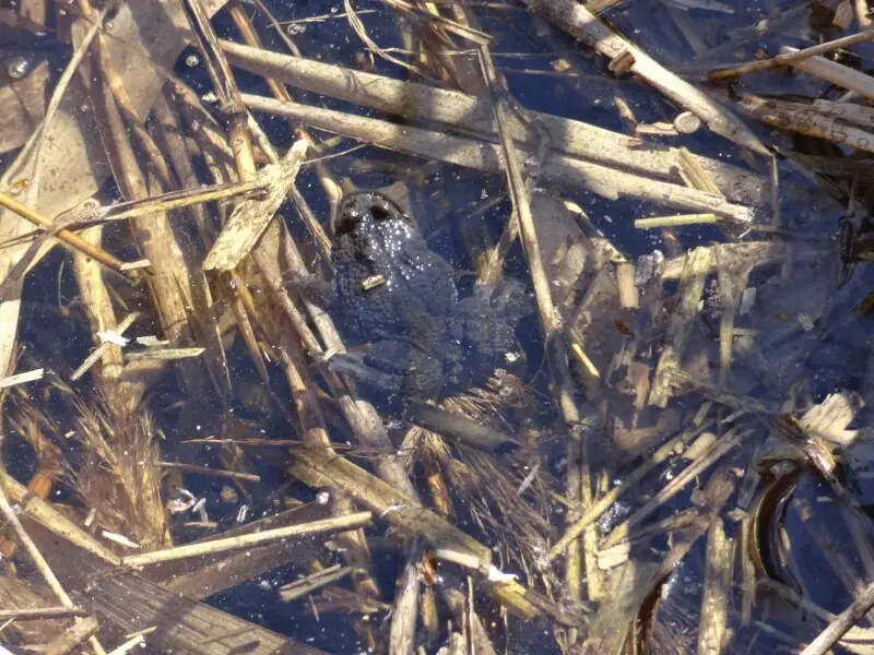 European fire-bellied toad - Facts, Diet, Habitat & Pictures on ...