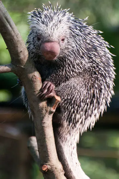 Prehesile-Tailed Porcupine - Facts, Diet, Habitat & Pictures on ...