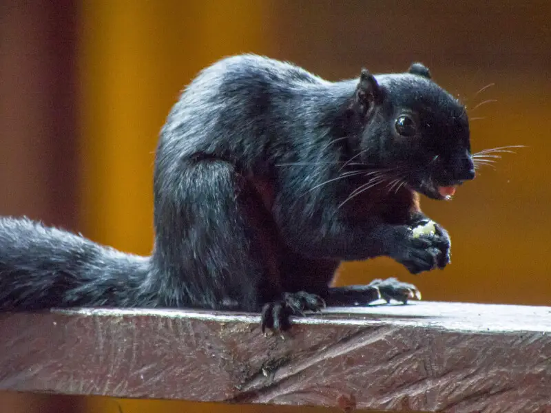 Prevost's squirrel - Facts, Diet, Habitat & Pictures on Animalia.bio