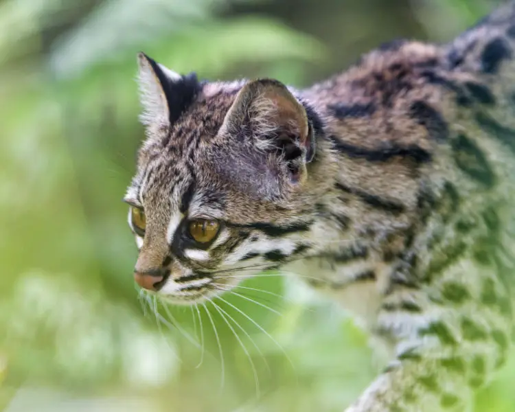 Oncilla - Facts, Diet, Habitat & Pictures on Animalia.bio