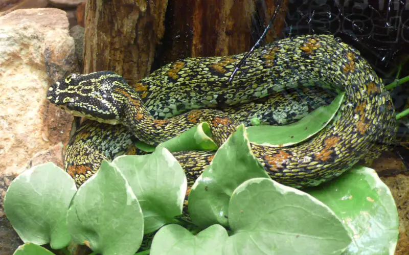 Protobothrops jerdonii - факти, дієта, ареал і фотографії на Animalia.bio