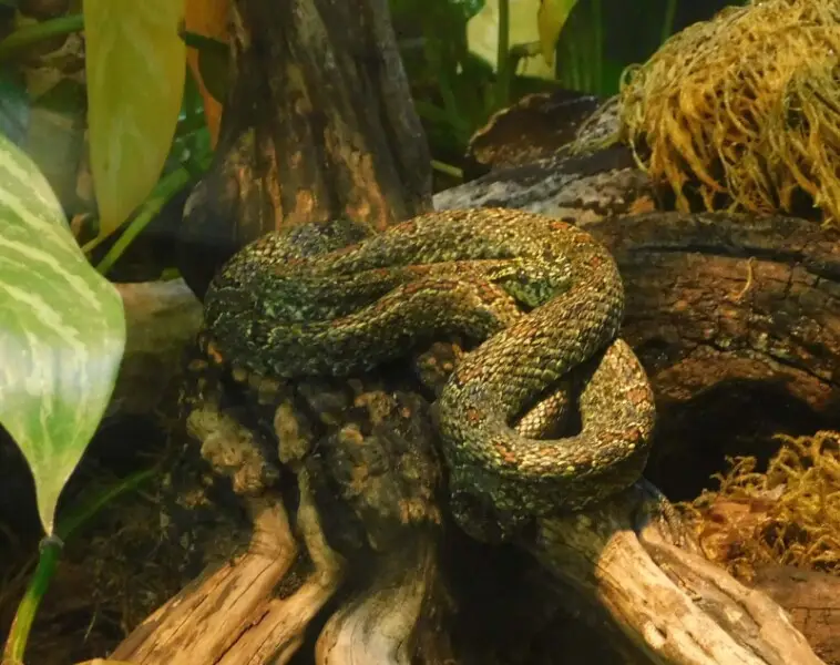 Protobothrops jerdonii - факти, дієта, ареал і фотографії на Animalia.bio