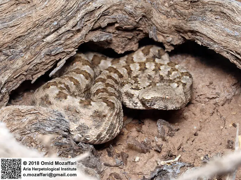 Persian horned viper - Facts, Diet, Habitat & Pictures on Animalia.bio