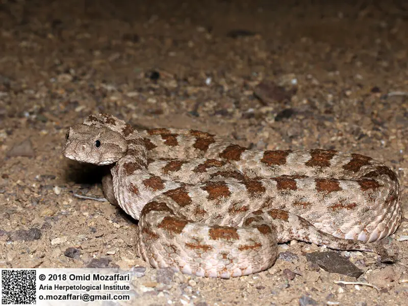 Persian horned viper - Facts, Diet, Habitat & Pictures on Animalia.bio
