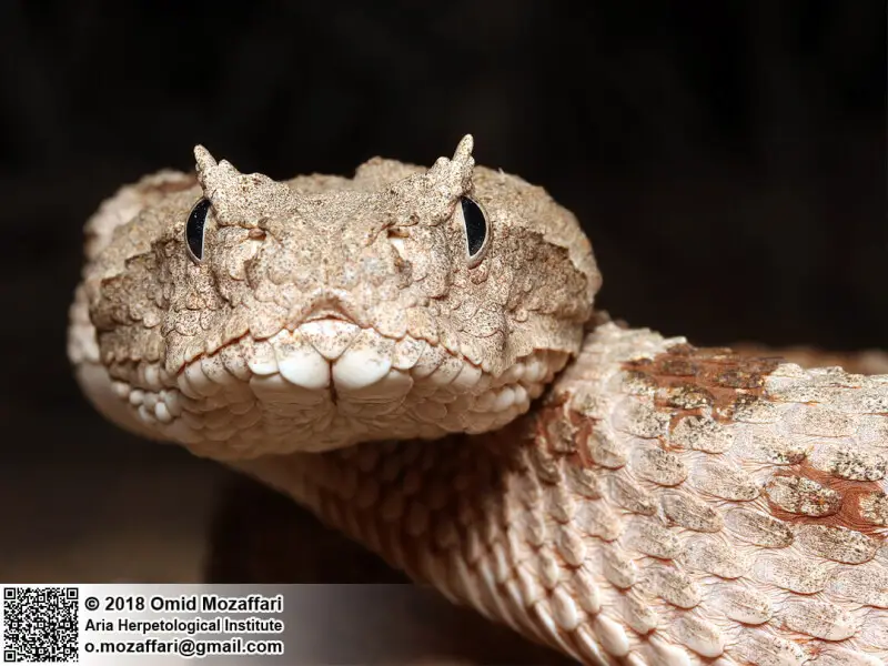 Persian horned viper - Facts, Diet, Habitat & Pictures on Animalia.bio