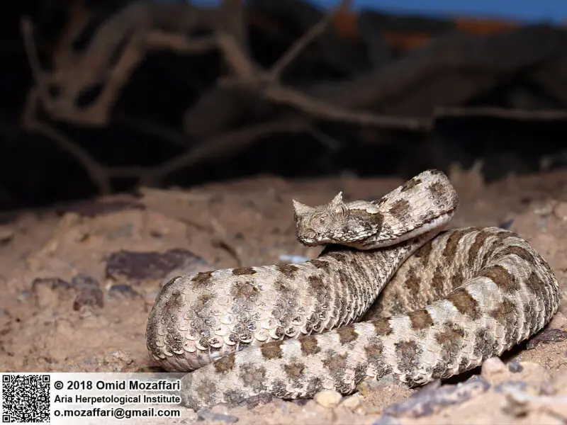 Persian horned viper - Facts, Diet, Habitat & Pictures on Animalia.bio