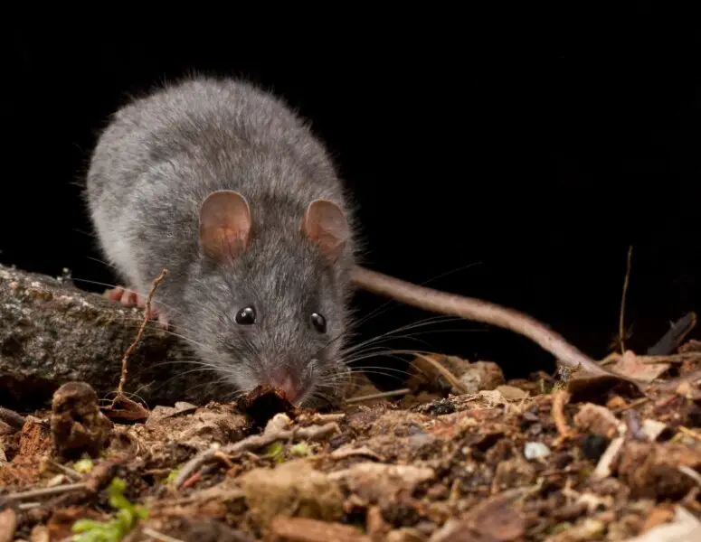 Smoky mouse - Facts, Diet, Habitat & Pictures on Animalia.bio