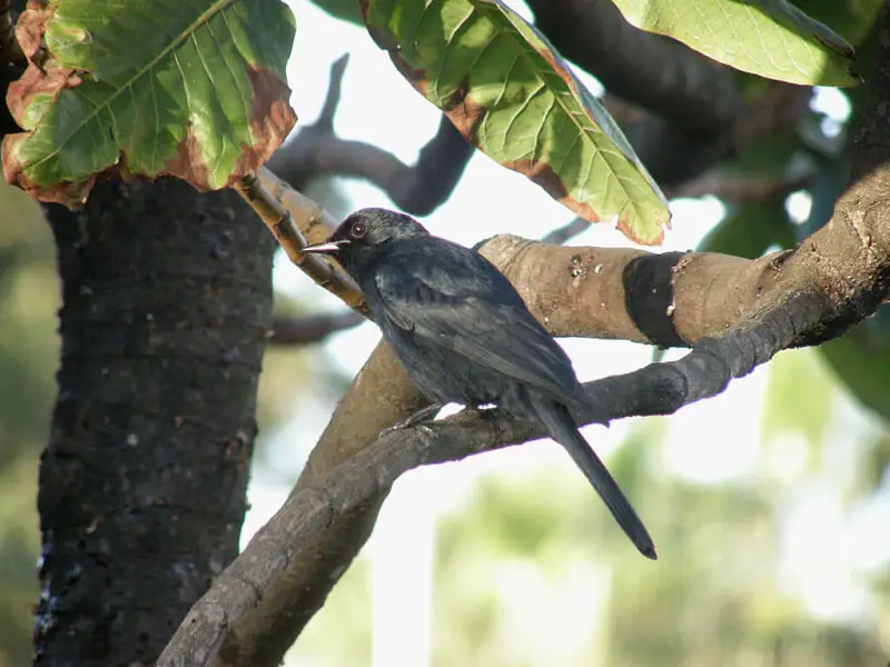 Southern black flycatcher - Facts, Diet, Habitat & Pictures on Animalia.bio