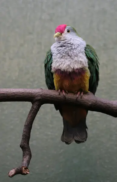 Beautiful fruit dove - Facts, Diet, Habitat & Pictures on Animalia.bio
