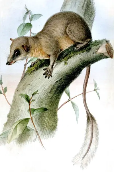 Pen-tailed treeshrew - Facts, Diet, Habitat & Pictures on Animalia.bio