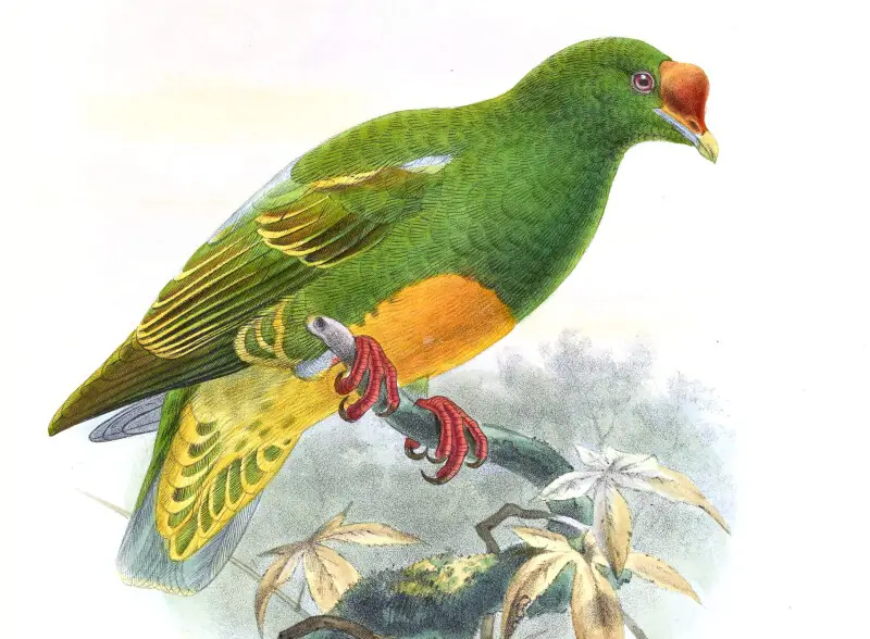Knob-billed fruit dove - Facts, Diet, Habitat & Pictures on Animalia.bio
