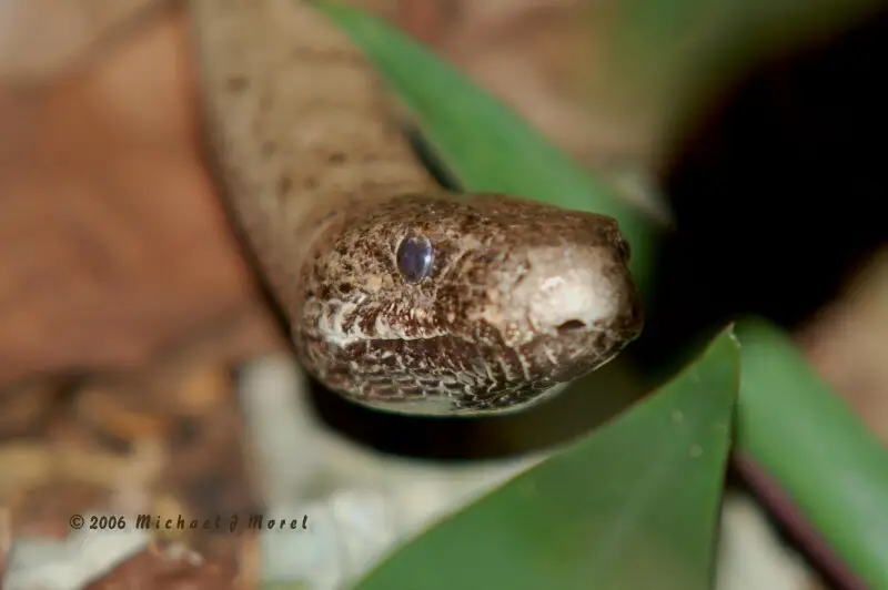 Puerto Rican boa - Facts, Diet, Habitat & Pictures on Animalia.bio