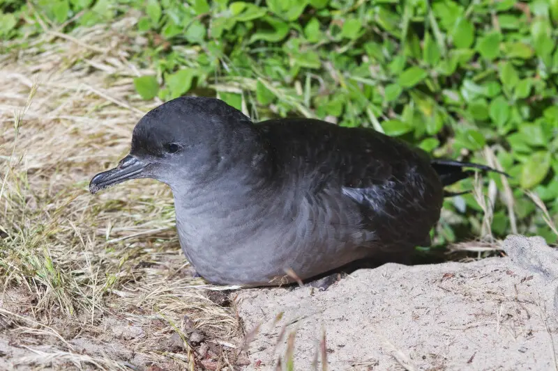 Short-tailed shearwater - Facts, Diet, Habitat & Pictures on Animalia.bio